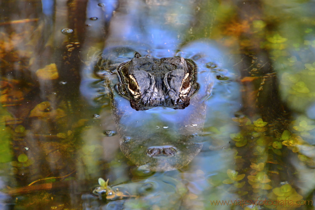 Cómo visitar los Everglades desde Miami buscando caimanes a tu aire