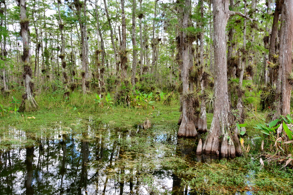 Cómo visitar los Everglades desde Miami buscando caimanes a tu aire