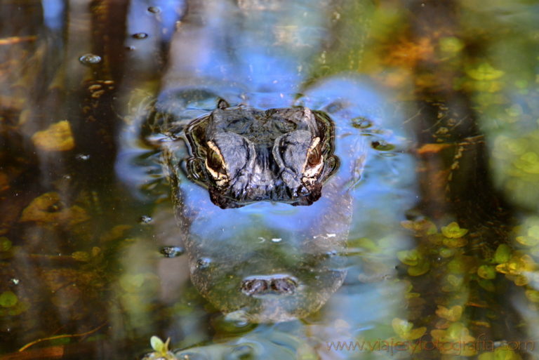 caiman-everglades-florida - Viajes y Fotografia