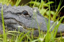 Cómo visitar los Everglades desde Miami buscando caimanes a tu aire