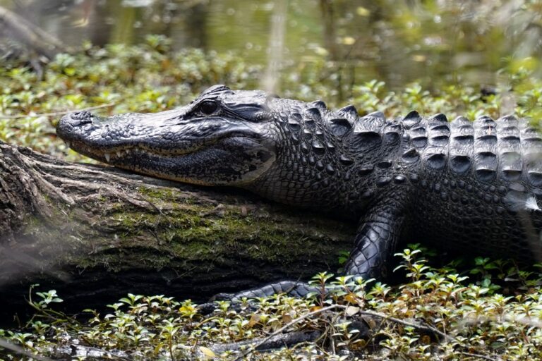 Cómo visitar los Everglades desde Miami buscando caimanes a tu aire