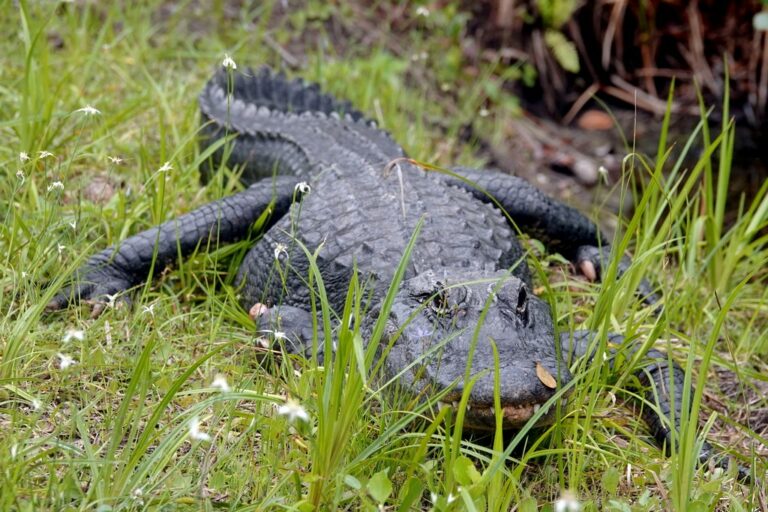 Cómo visitar los Everglades desde Miami buscando caimanes a tu aire