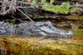 Cómo visitar los Everglades desde Miami buscando caimanes a tu aire