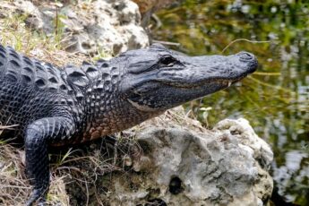 Cómo visitar los Everglades desde Miami buscando caimanes a tu aire