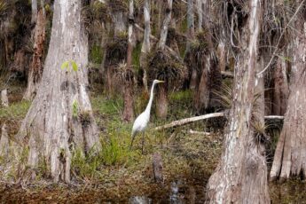 everglades-04975_result - Viajes y Fotografia