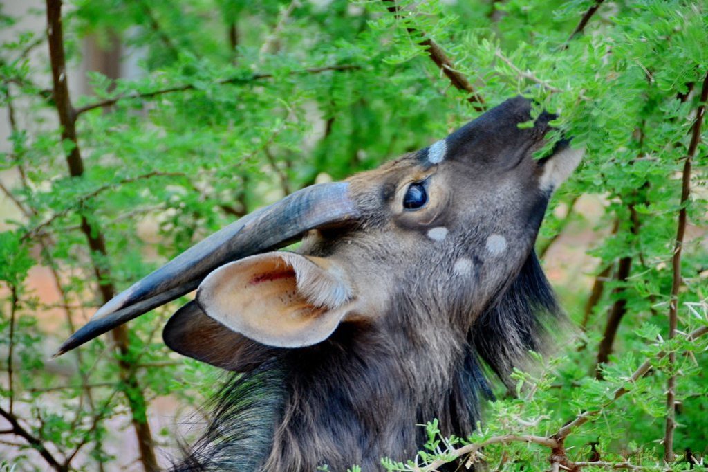 Mabula Game Reserve:12.000 hectáreas de safari fotográfico en Sudáfrica