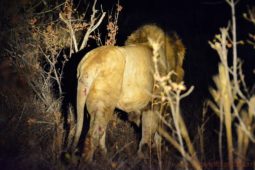 Mabula Game Reserve:12.000 hectáreas de safari fotográfico en Sudáfrica
