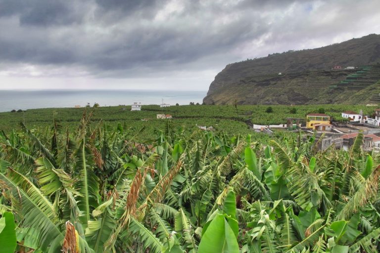 La Palma, un tesoro natural de bosques y volcanes en las Islas Canarias