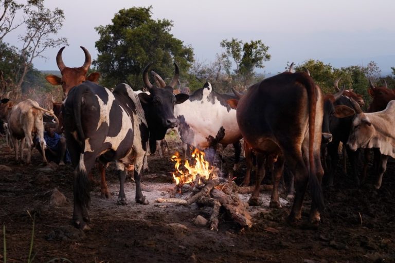 Sobreviviendo a un "Cattle Camp". Leche, ceniza y sangre. Diarios de ...