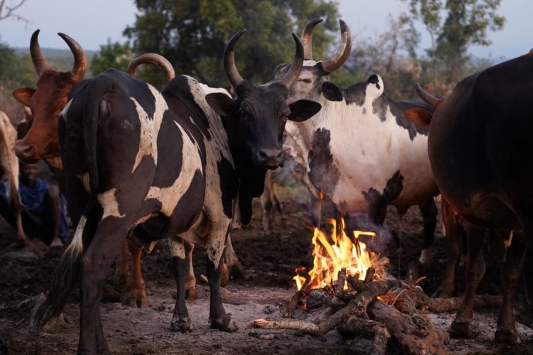 surma-cattle-camp-DSC00677_result - Viajes y Fotografia