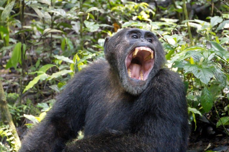 chimpas-DSC02040_result - Viajes y Fotografia