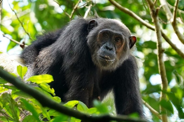 chimpas-DSC07781_result - Viajes y Fotografia