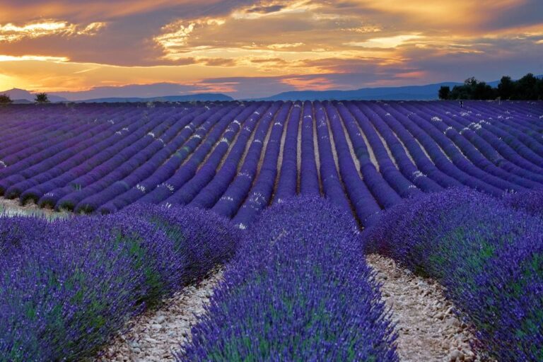 La Provence: esencias y paisajes de la Francia más mediterránea