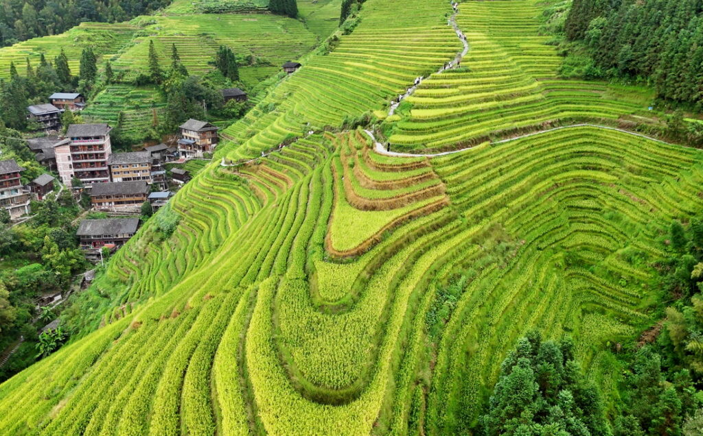 Longji: las terrazas de arroz más alucinantes de China